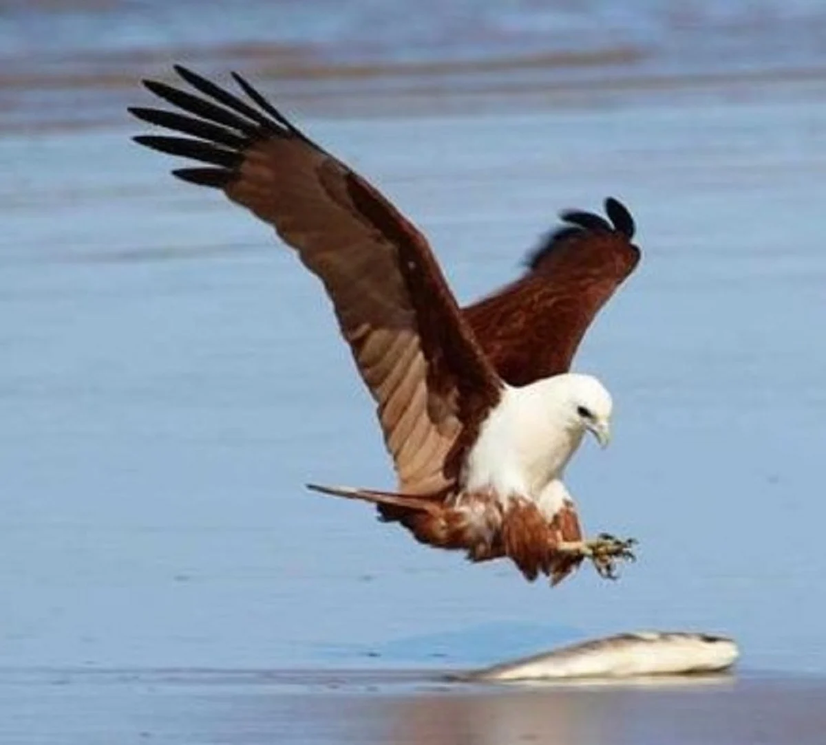 5 Fakta Mengenai Burung Elang Bondol, Si Raja Langit dari Indonesia dan ...