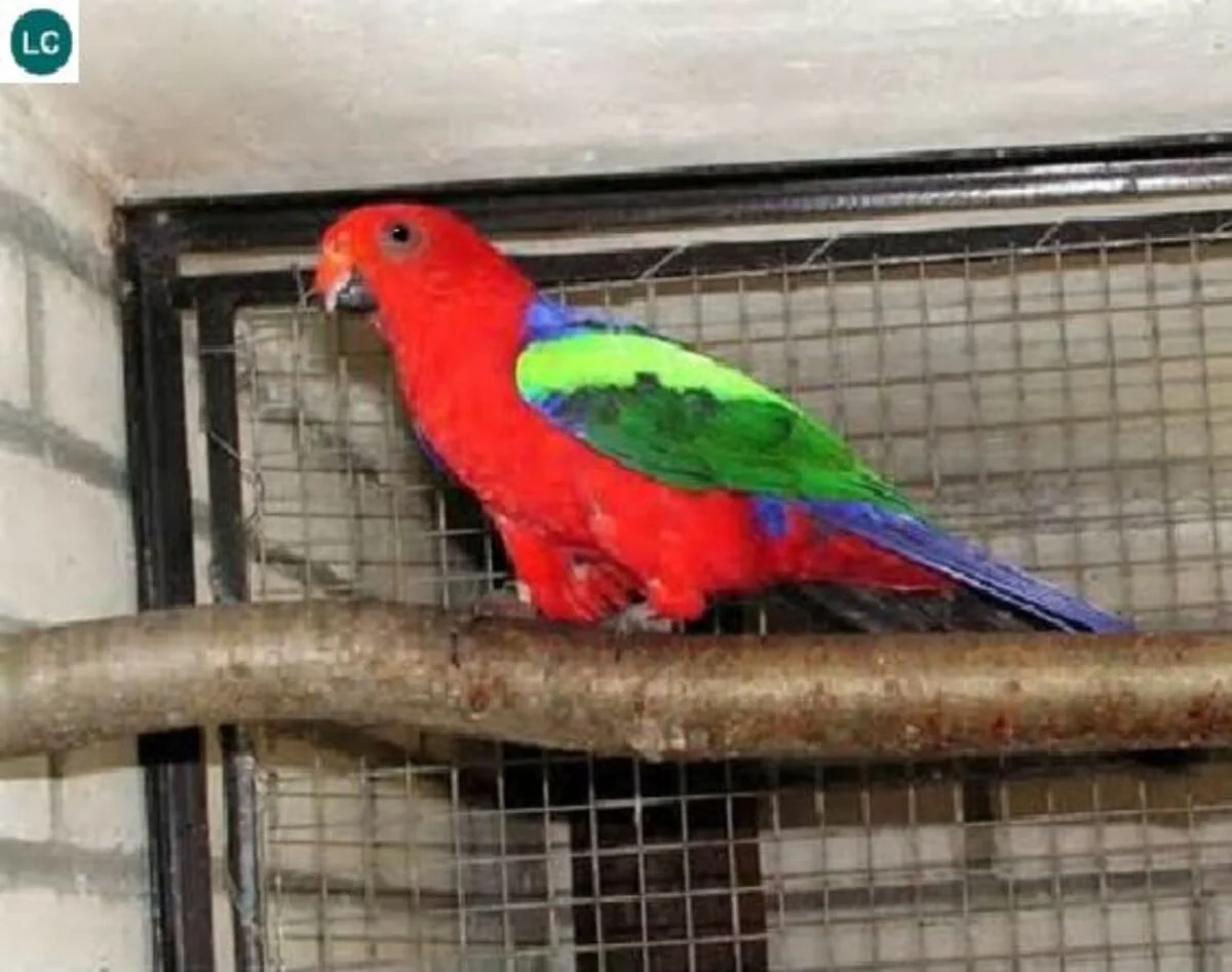 Burung Nuri Raja Papua: Keberagaman Subspesies dan Varietasnya – Rakcer.ID