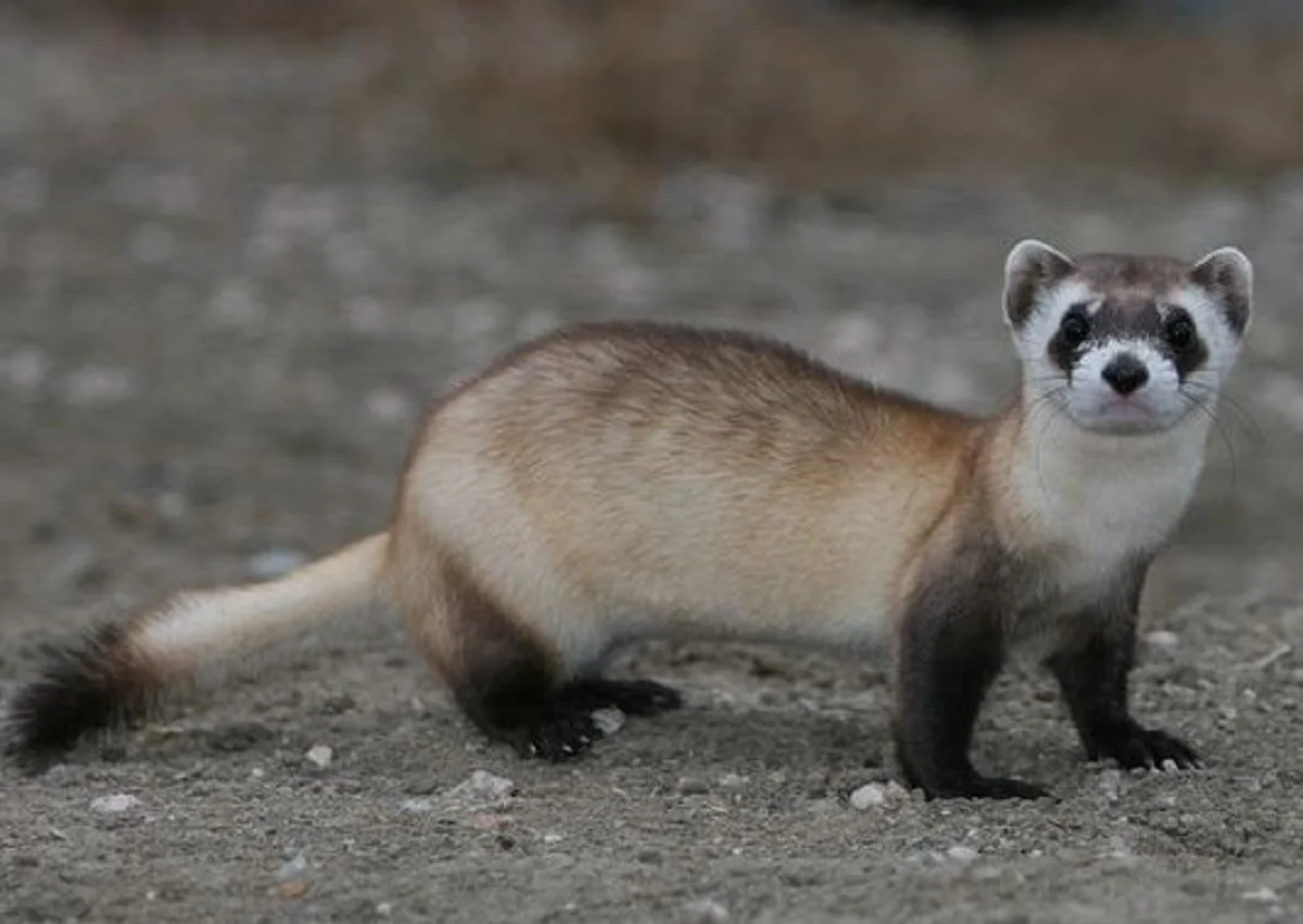 5 Fakta Menarik Tentang Mustela Furo, Hewan Peliharaan yang Sangat ...