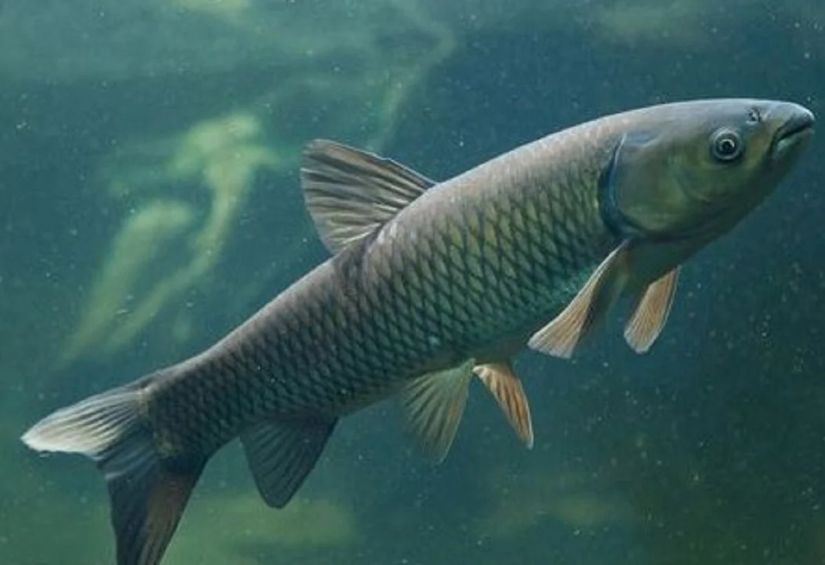 5 Fakta Menarik Tentang Ikan Ctenopharyngodon Idella atau Ikan Karper ...