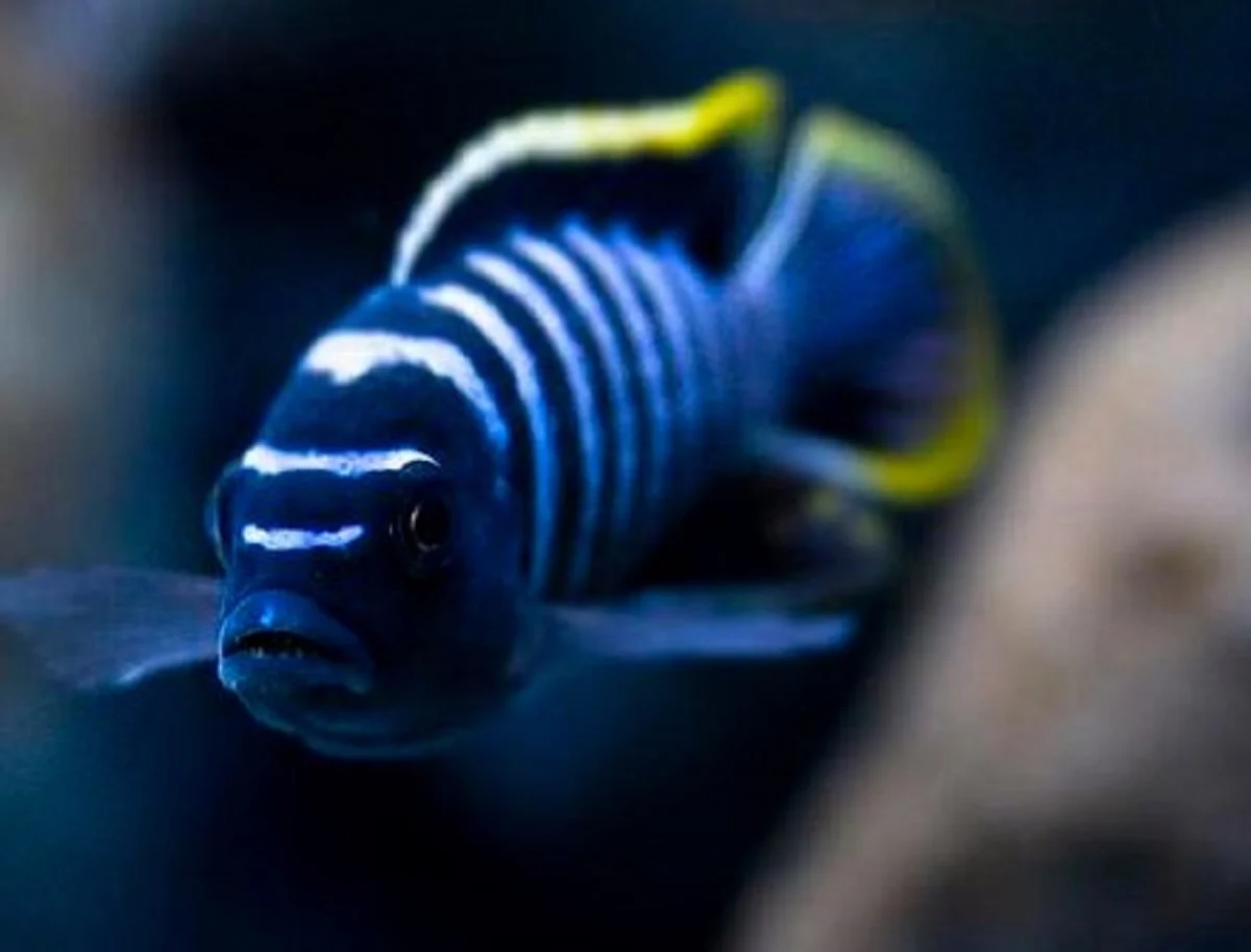 8 Jenis Ikan Cichlid Afrika yang Sangat Cocok Untuk Aquarium Biotope ...