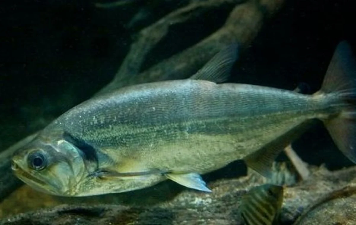 5 Fakta Menarik Tentang Ikan Hydrolycus Scomberoides, Ikan yang ...