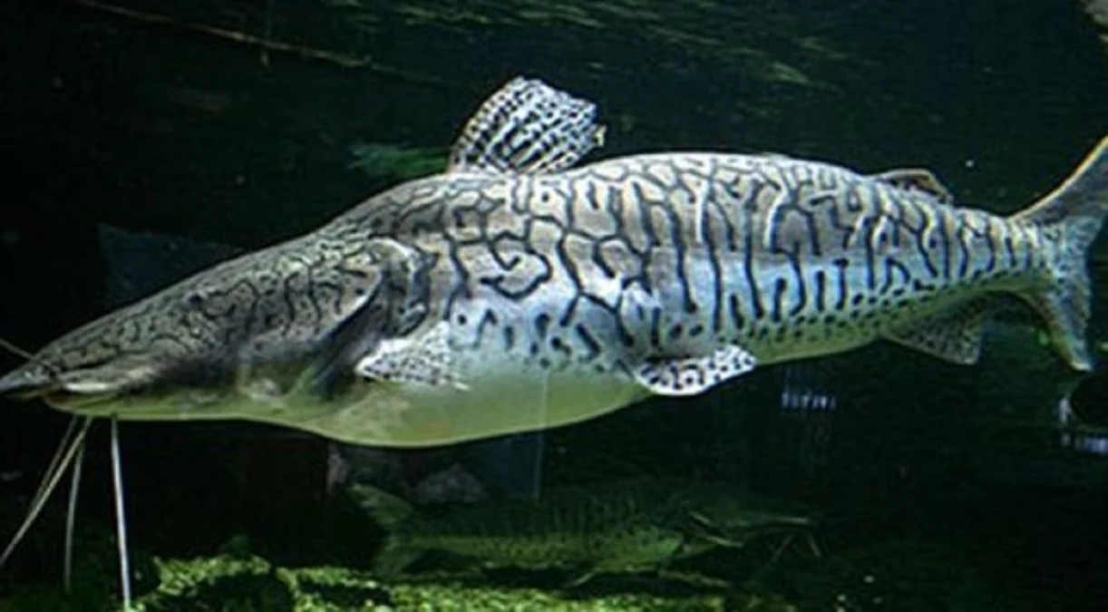 5 Fakta Tentang Ikan Tiger Shovelnose Catfish, Ikan Lele Berasal Dari ...