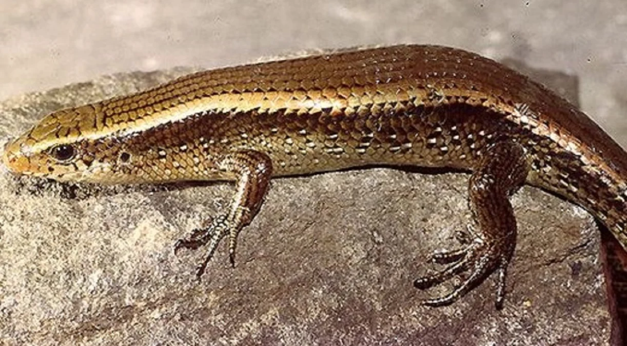 5 Fakta Menarik Tentang Kadal Common Sun Skink atau Kadal Sawah yang Sangat Umum Kita Jumpai ...