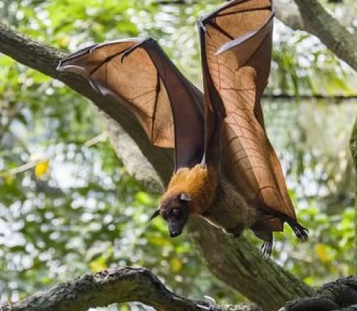 5 Fakta Menakjubkan Mengenai Pteropus Vampyrus, Jenis Kelelawar yang ...