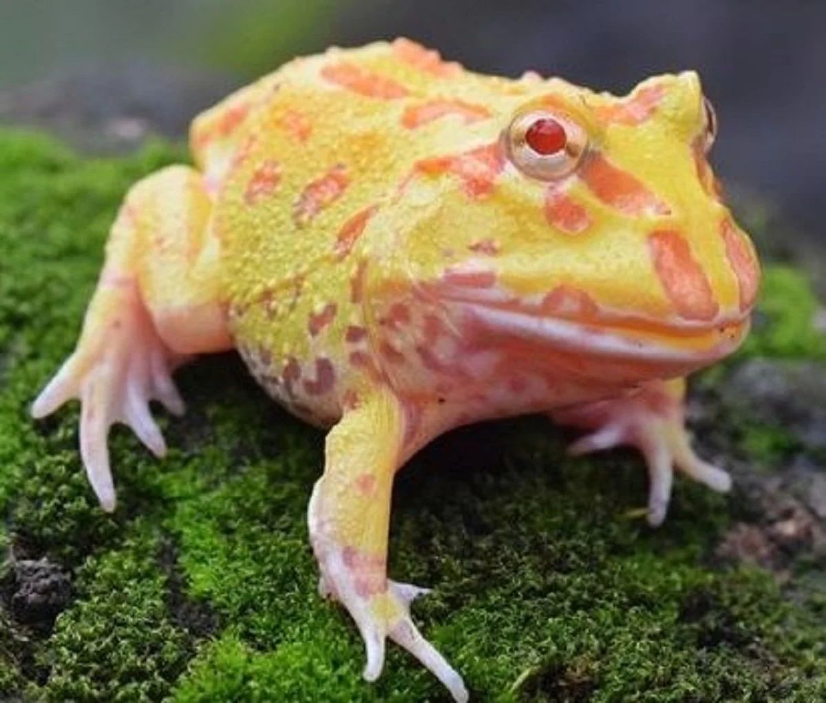 7 Jenis Katak yang Bisa dipelihara, Menjadi Hewan yang Sangat Eksotik ...