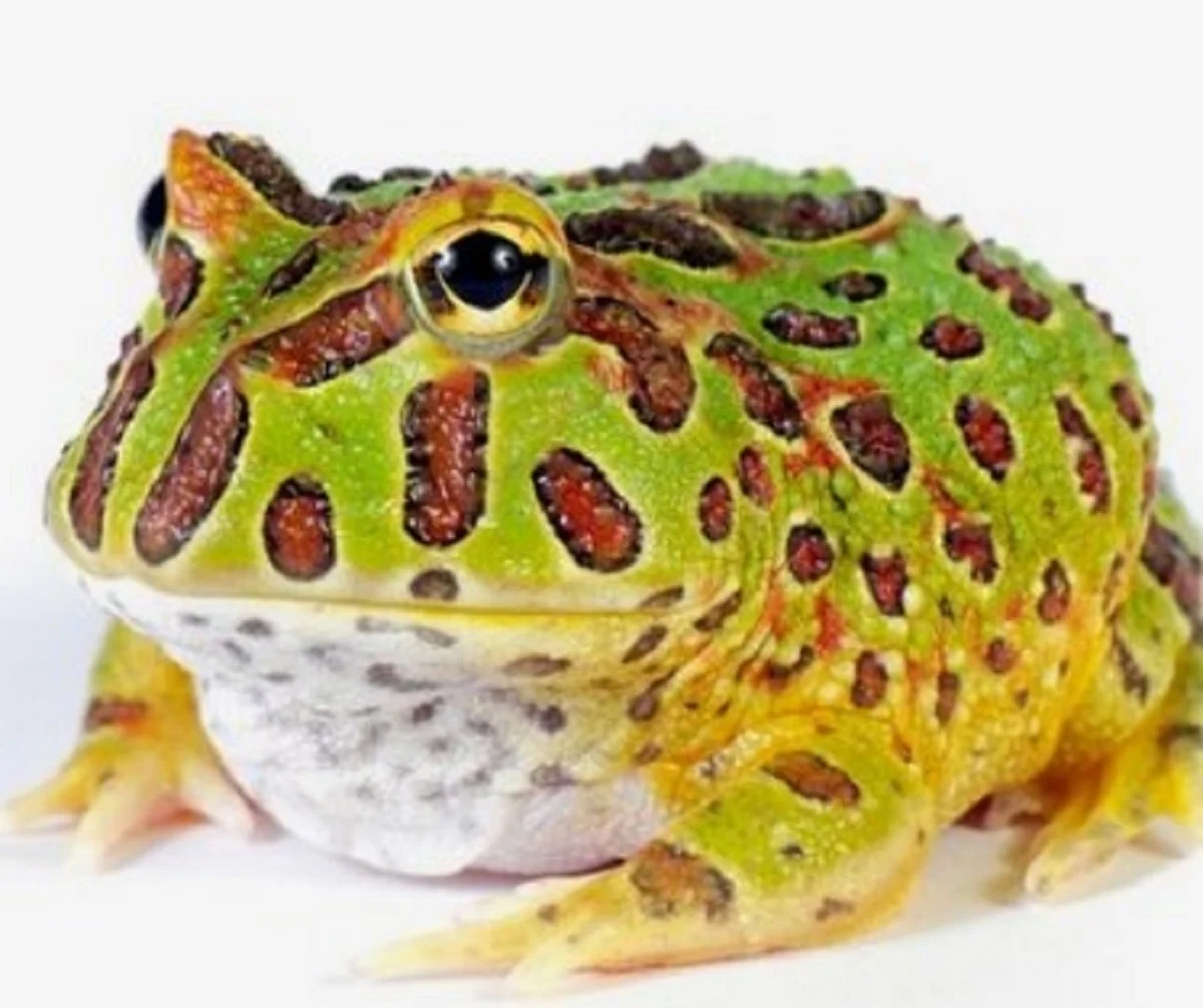 8 Fakta Menarik Tentang Katak Ceratophrys Cranwelli, Katak Pacman yang ...
