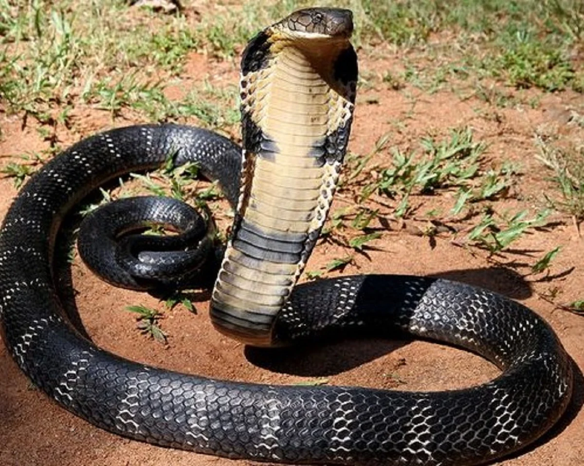 10 Jenis Ular Berbisa yang ada di Indonesia, Selalu Berhati – hati dan ...