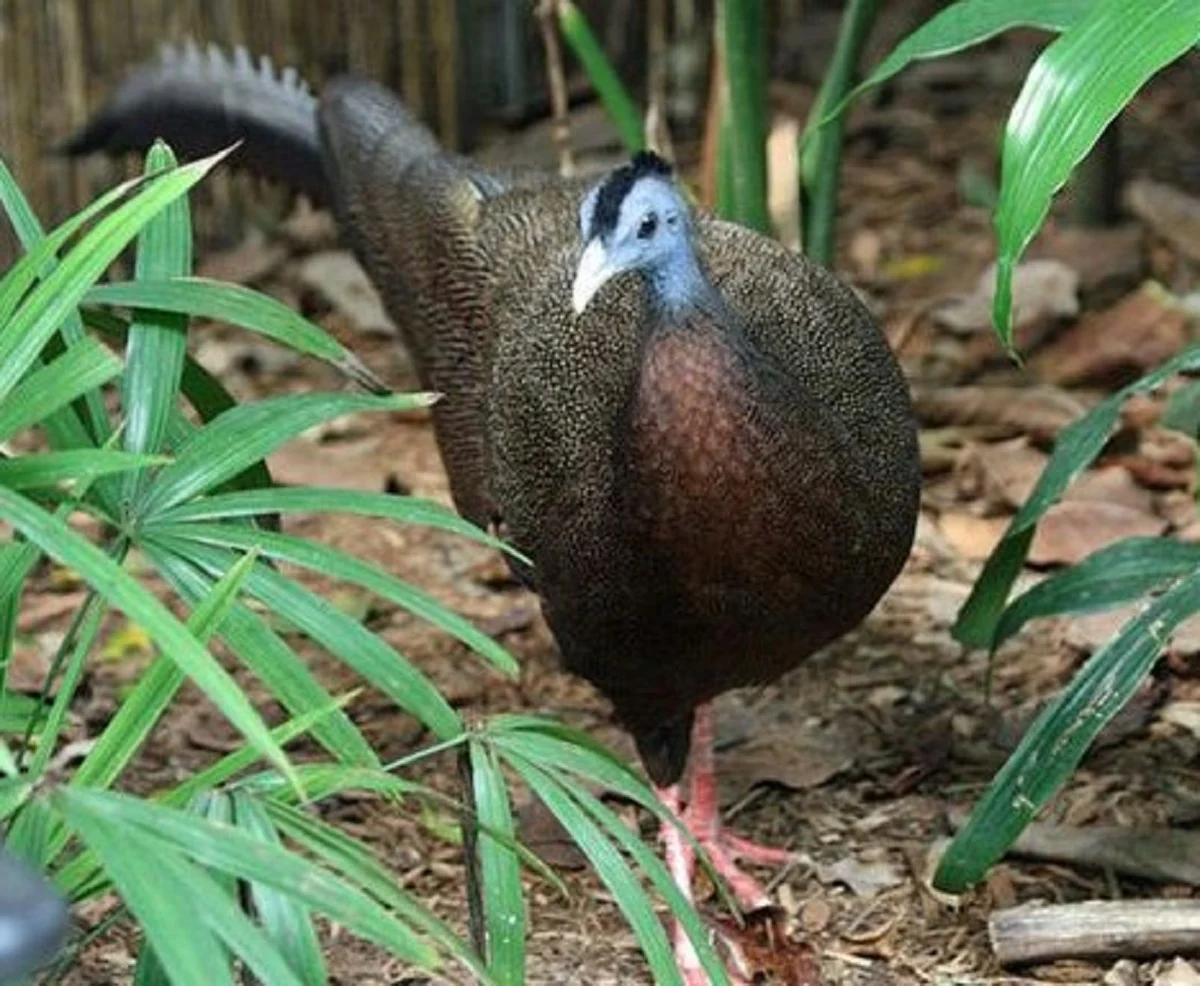 5 Fakta Menarik Burung Argusianus Argus atau Burung Kuaw Raja, Burung ...