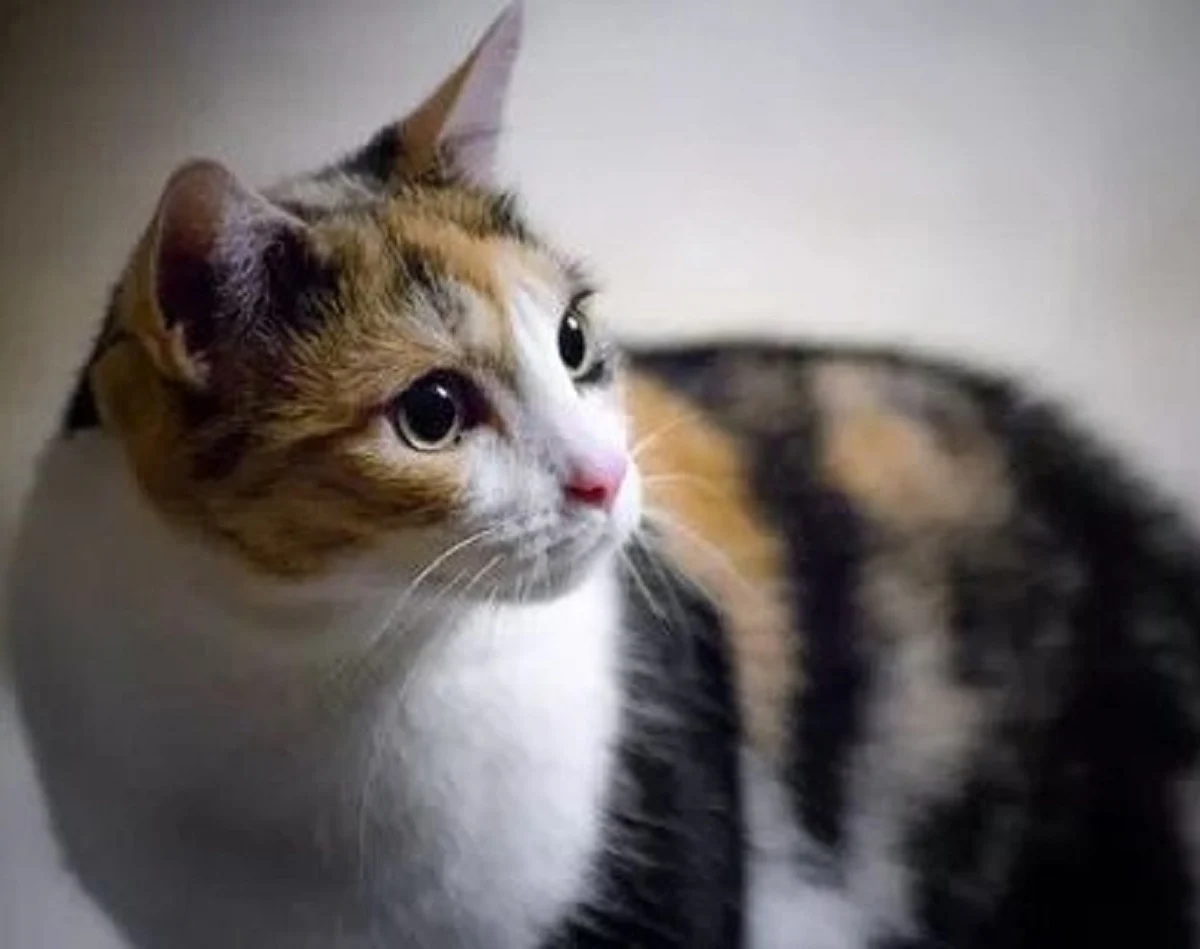 5 Fakta Menarik Tentang Kucing Belang 3, Ternyata Kucing Dengan Warna 3 ...