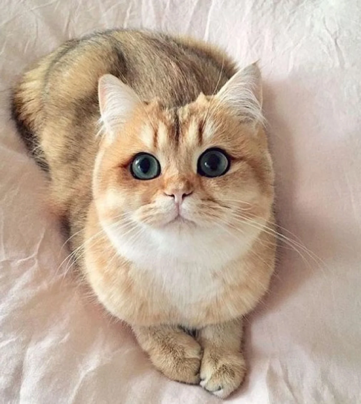 5 Fakta Menarik Tentang Kucing Golden British Shorthair, Jenis Kucing ...