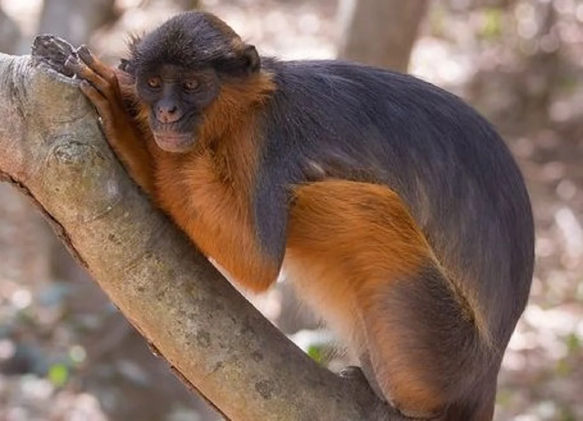 4 Jenis Primata yang Sangat Terancam Punah yang Populasi nya Sangat ...