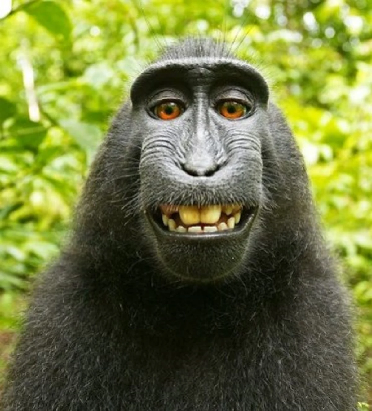 5 Fakta Tentang Monyet Macaca Nigra atau Monyet Yaki, Monyet Endemik ...