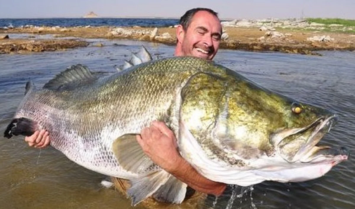 5 Fakta Tentang Ikan Nile Perch, Jenis Ikan yang Memiliki Ukuran yang ...