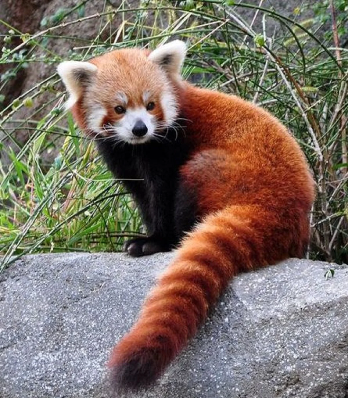 5 Fakta Menarik Tentang Ailurus Fulgens, atau Panda Merah yang Sangat ...