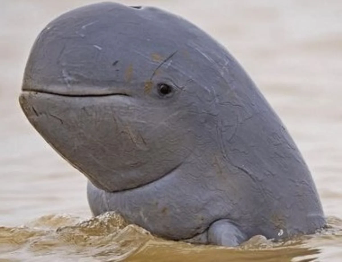 5 Fakta Mencengangkan dari Pesut Mahakam, Menjadi Maskot Kalimantan ...