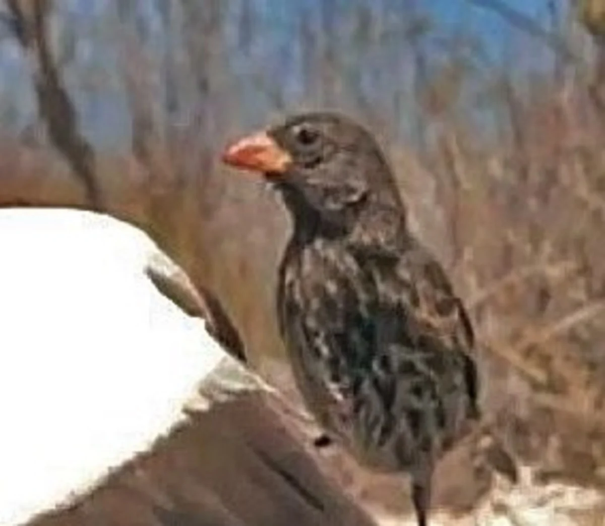 5 Fakta Menarik Tentang Burung Vampire Ground Finch, Burung Penghisap ...