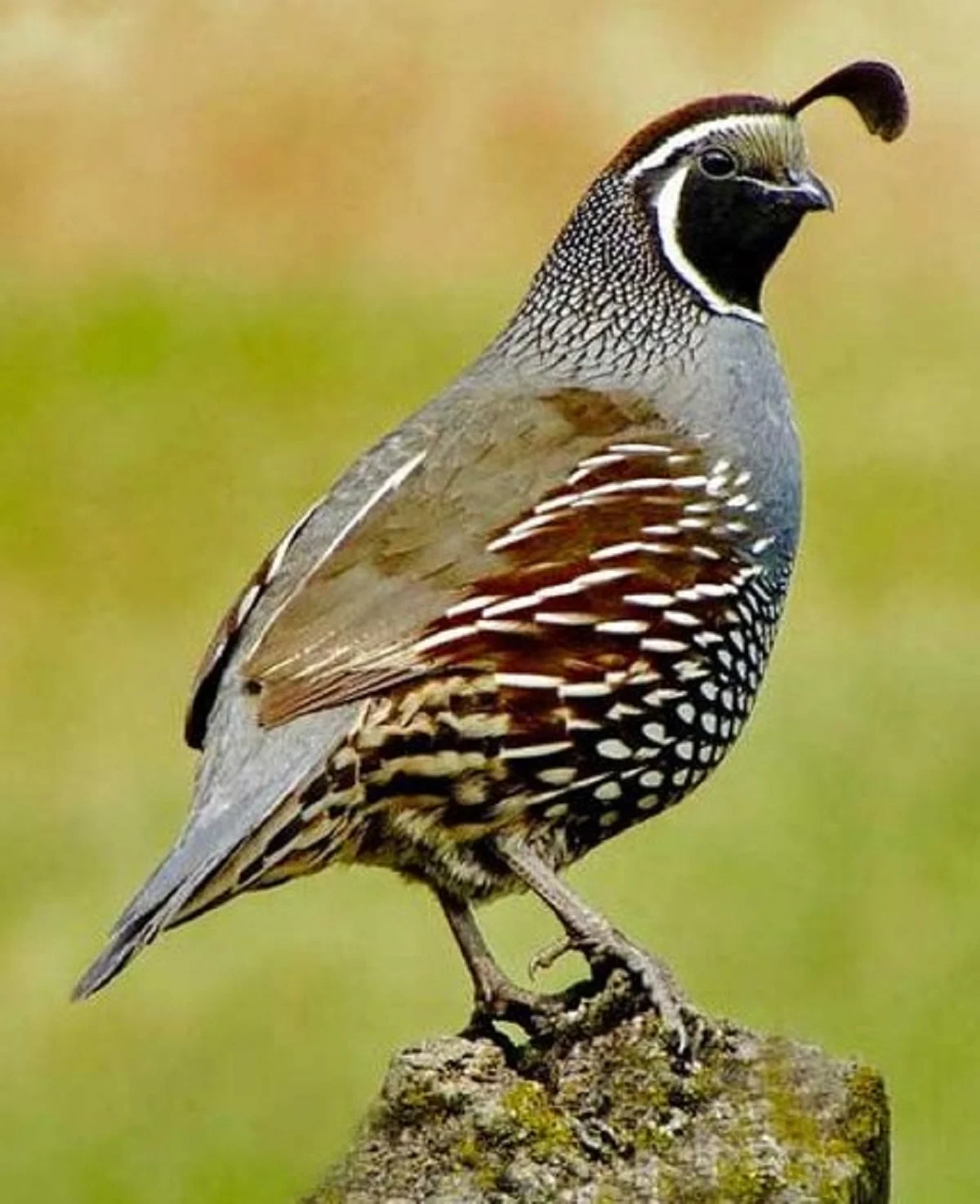 4 Jenis Burung Puyuh Hias yang Sangat Eksotis dan Dapat Kamu Pelihara ...