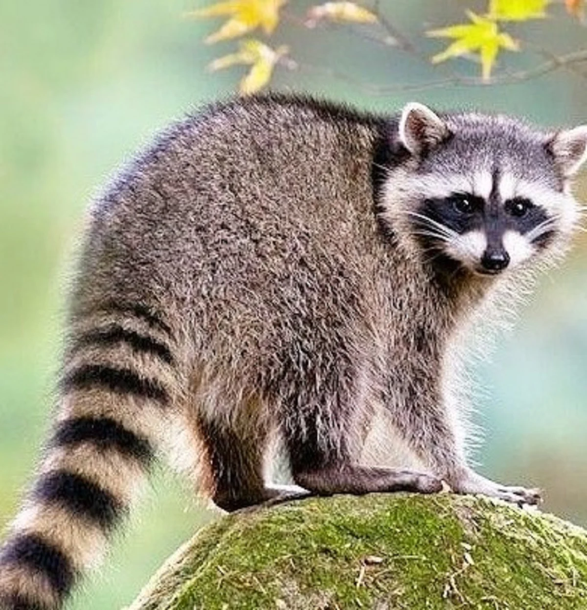 5 Fakta Menarik Tentang Rakun, Hewan yang Bisa Membuka Pintu dengan ...