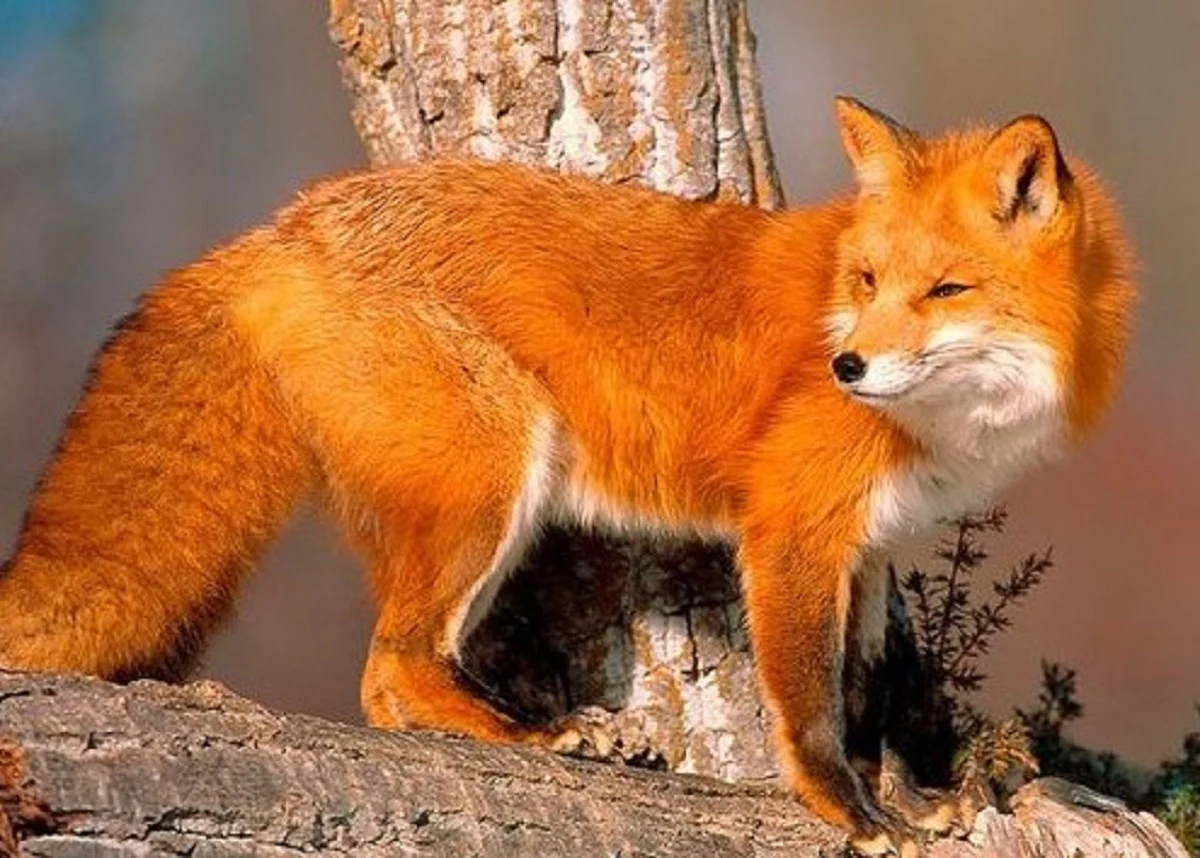 5 Fakta Menarik Tentang Vulpes Vulpes atau Rubah Merah, Hewan yang ...