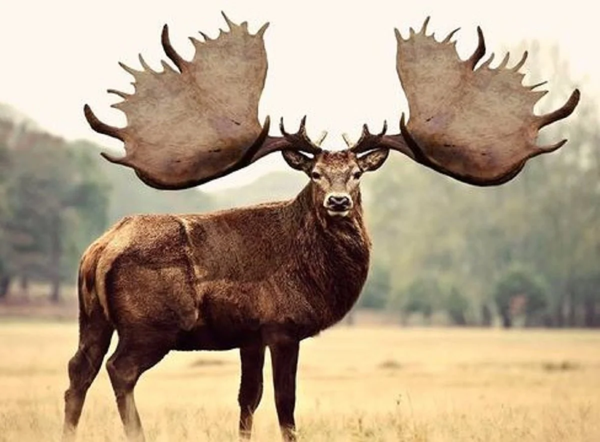 5 Fakta Menakjubkan Tentang Megaloceros Giganteus, Rusa Pra Sejarah ...