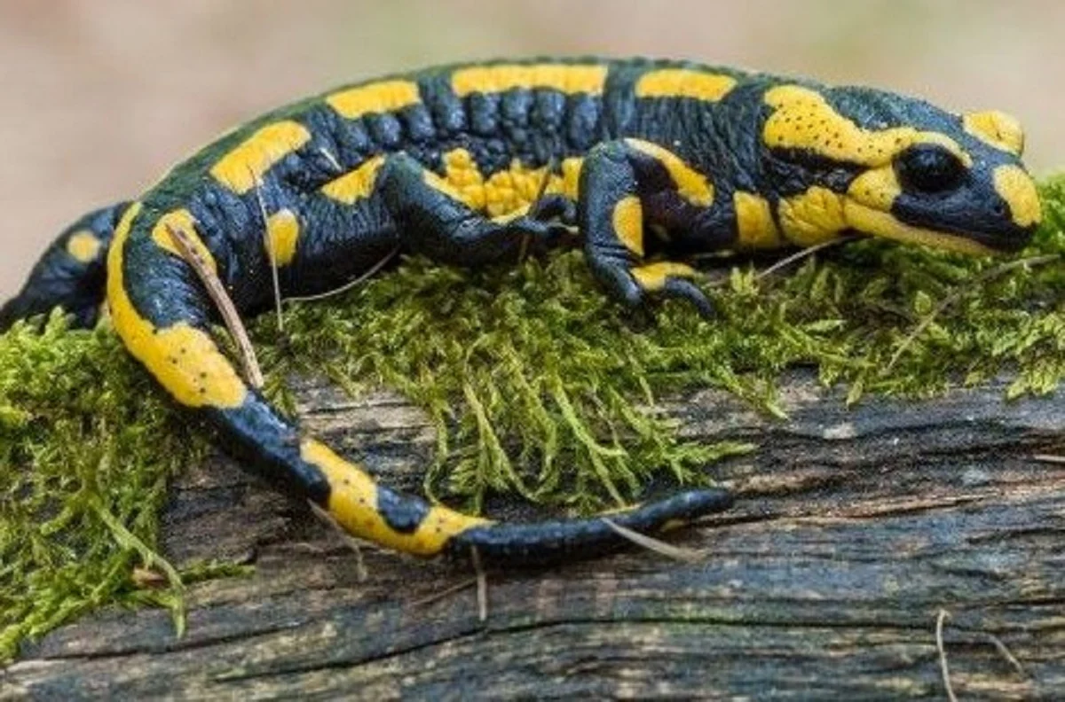 5 Jenis Salamander yang ada di Dunia, Harus Kamu Ketahui – Rakcer.ID