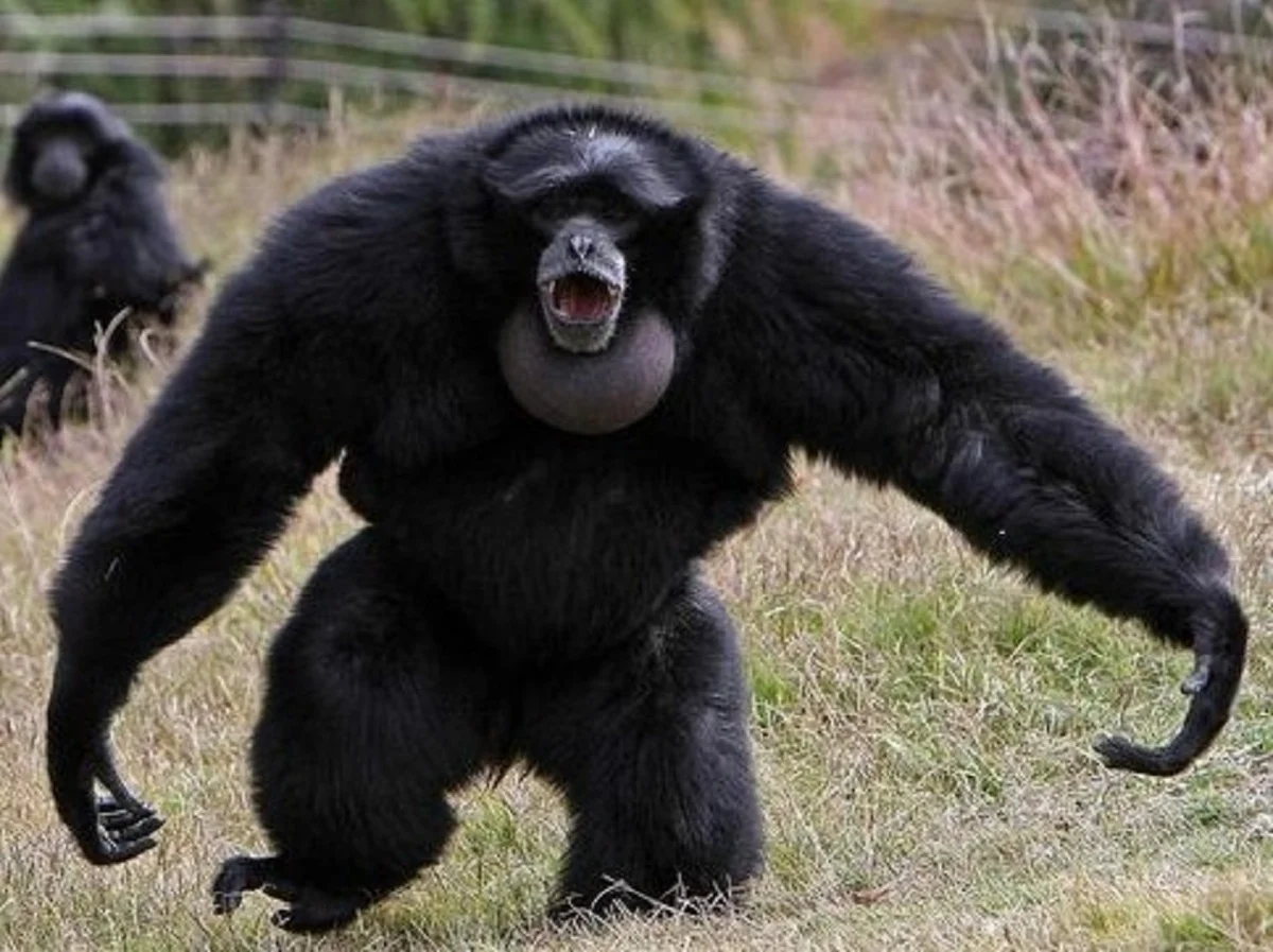 4 Fakta Menarik Tentang Symphalangus Syndactylus atau Siamang, Jenis ...