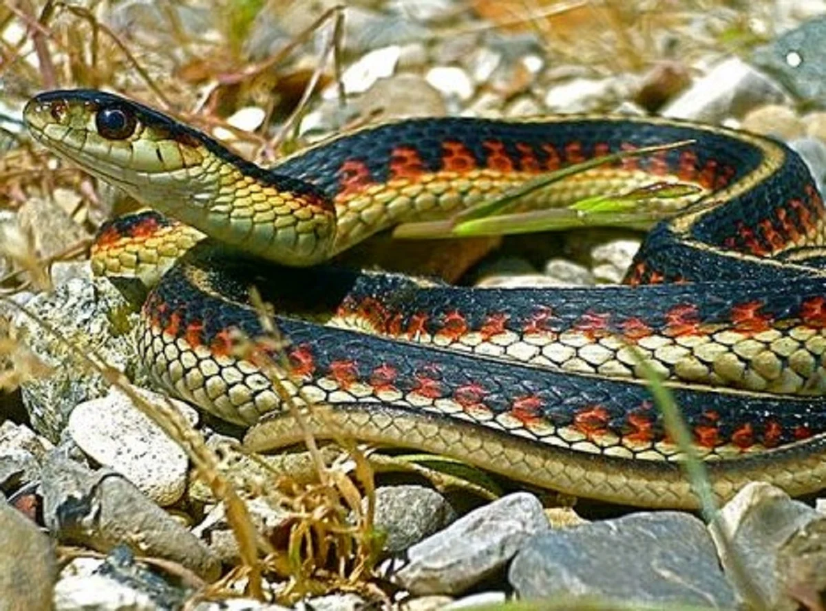10 Jenis Ular yang Sangat Menarik Untuk Dipelihara, Awas ada Jenis Ular ...