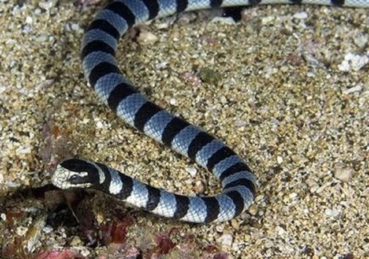 5 Fakta Menarik Tentang Ular Laut, Jenis Ular Air yang Sangat Beracun ...