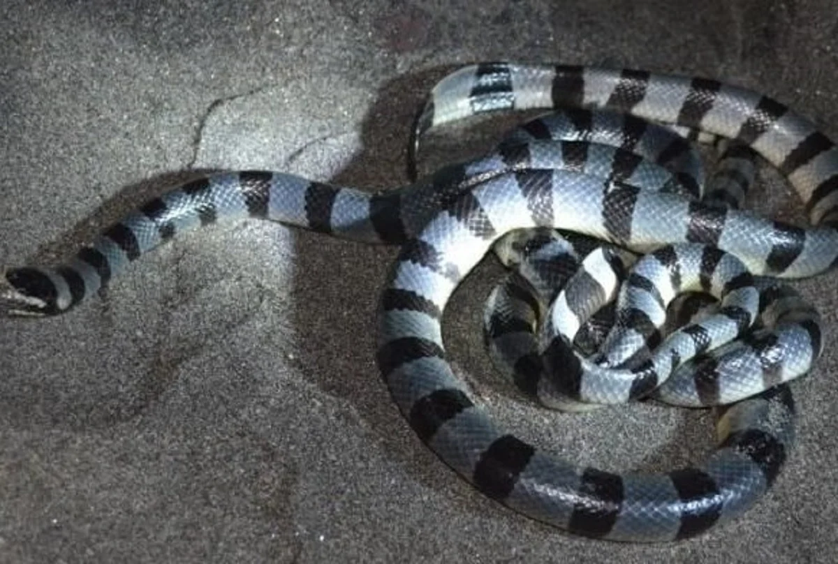 5 Jenis Ular Laut Paling Mematikan, Awas Bagi Kamu yang Sering Ke Laut ...