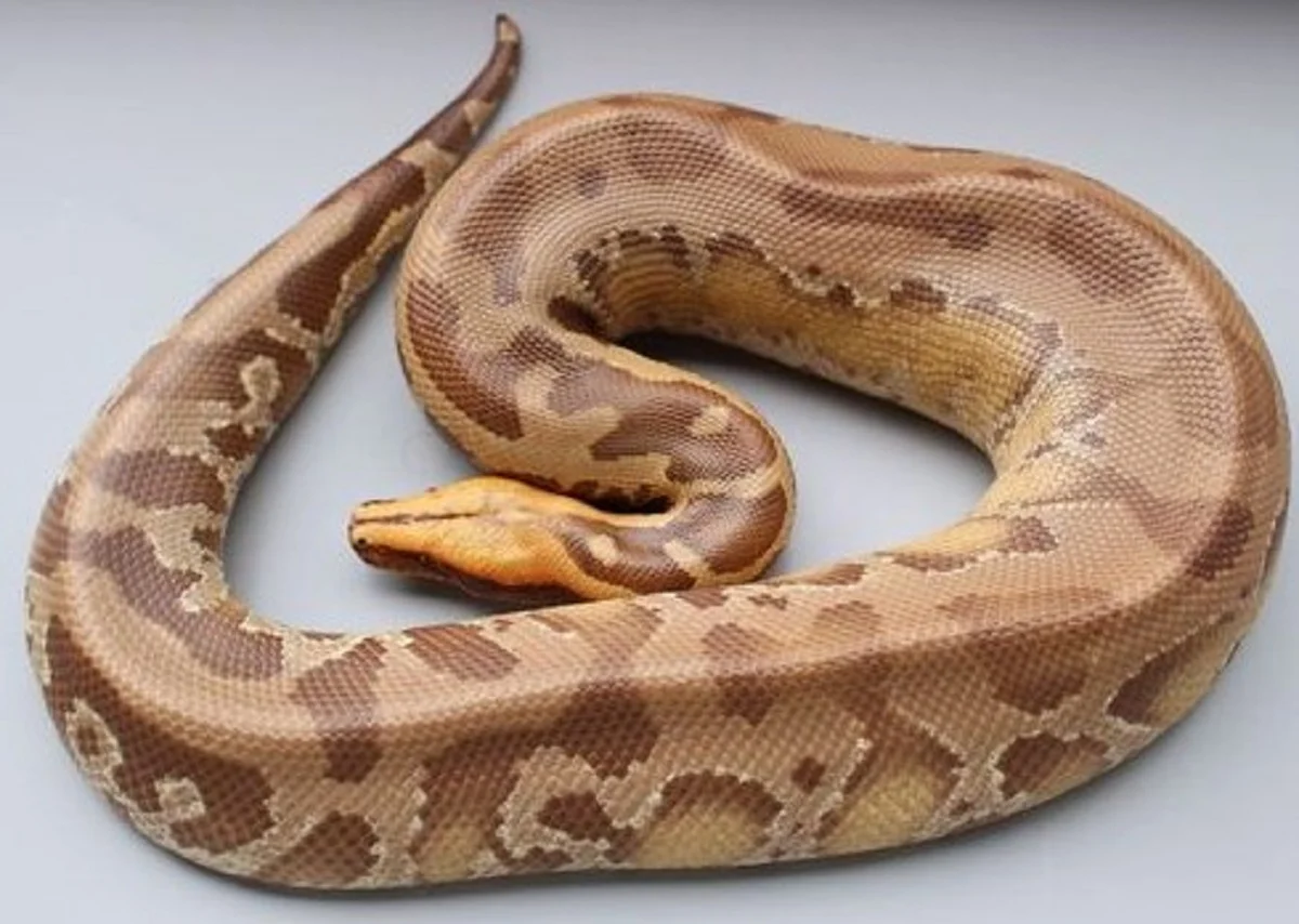 5 Fakta Menarik Tentang Borneo Short Tailed Python, Jenis Ular Python ...
