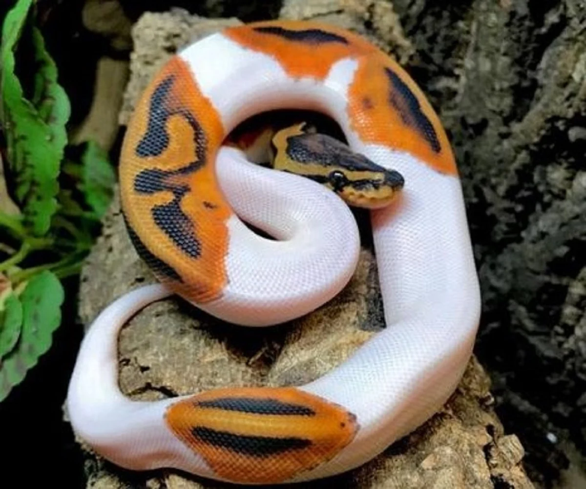 5 Tips Cara Merawat Ular Ball Python, Bagi Kamu yang Ingin Memiliki dan ...