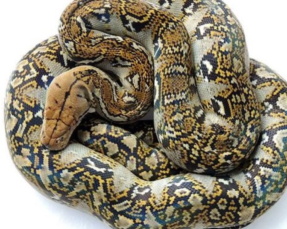 5 Fakta Menakjubkan Tentang Ular Sanca Kembang, Jenis Ular yang ...