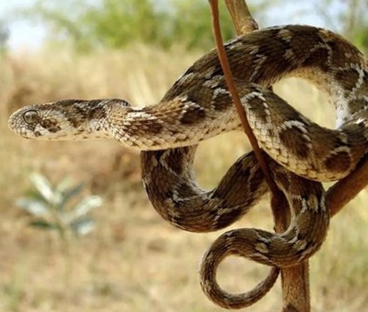 10 Jenis Ular Viper yang ada di Dunia, Apabila Tergigit Oleh Ular Viper ...