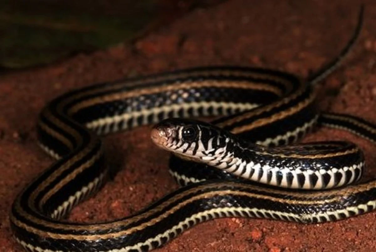 5 Fakta Tentang Ular Xenochrophis Vittatus, Ular Air Kecil dan Biasa ...