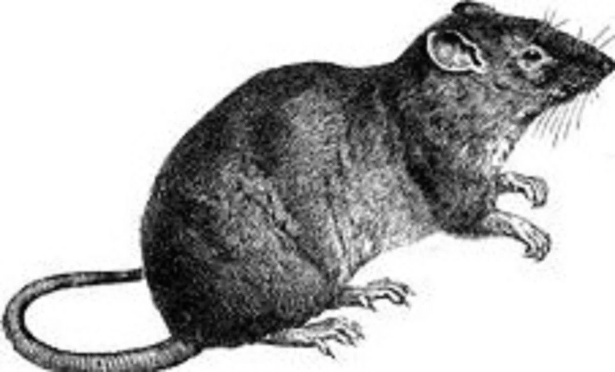 5 Fakta Menjijikan Tentang Bandicota Bengalensis, Kerap disebut Tikus ...