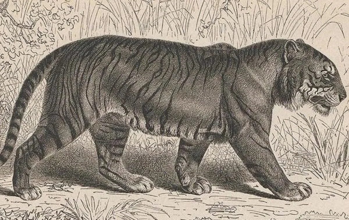5 Jenis Harimau yang Sudah Punah di Dunia dan Populasi Kritis – Rakcer.ID