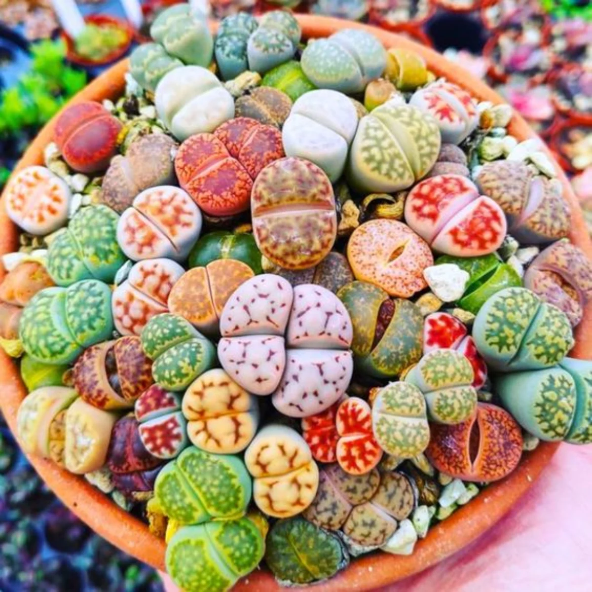 Lithops: Tanaman Batu yang Sempurna untuk Pecinta Tanaman Unik – Rakcer.ID