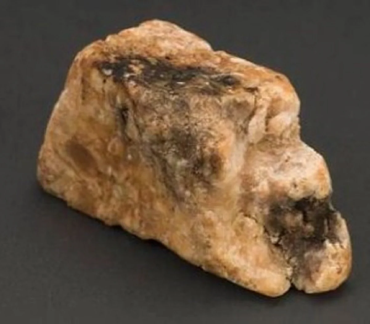 5 Fakta Tentang Ambergris atau Muntahan Paus Sperma yang Memiliki Harga ...