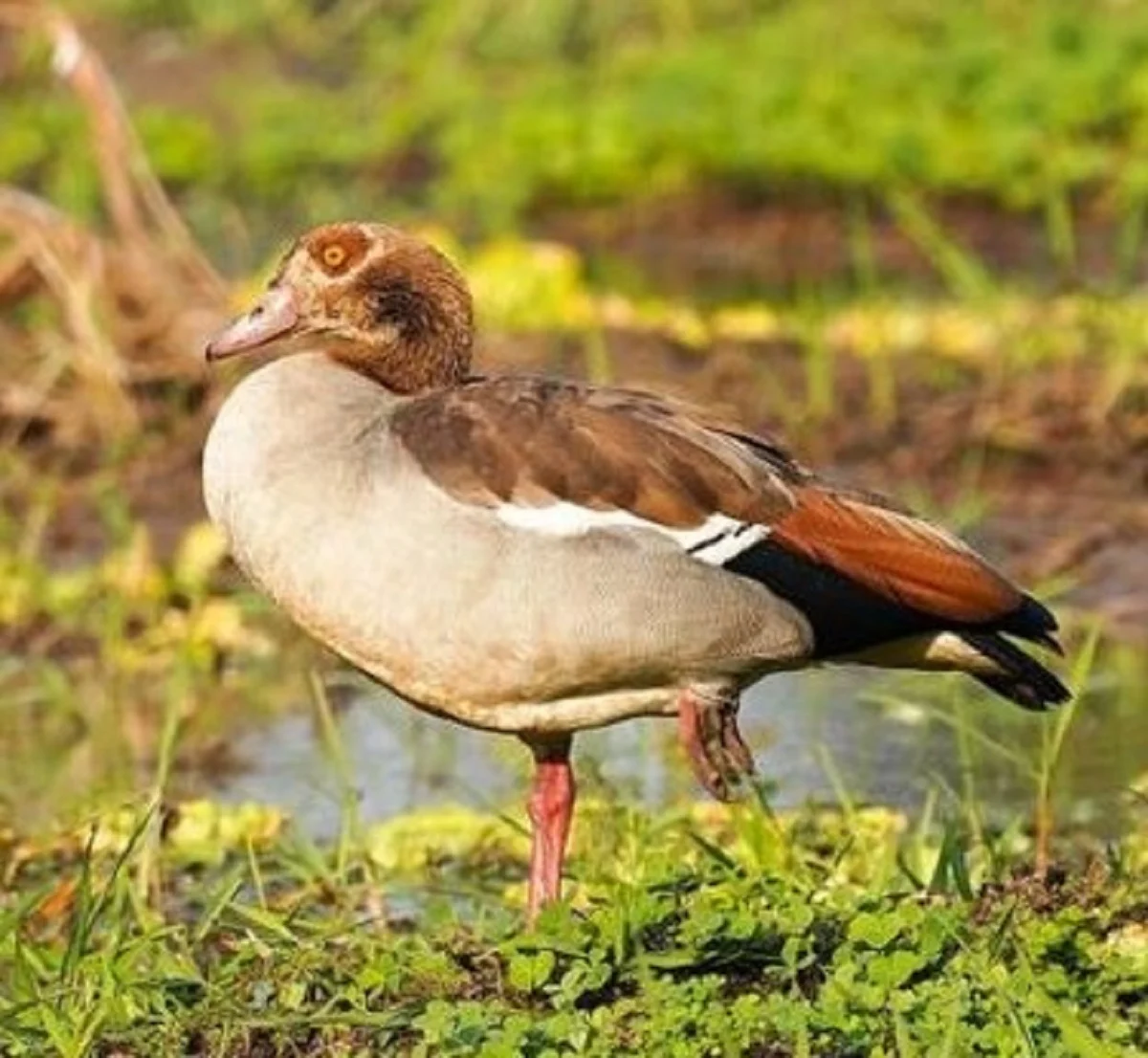 6 Fakta Tentang Angsa Mesir, Jenis Angsa yang Hidup di Benua Afrika ...