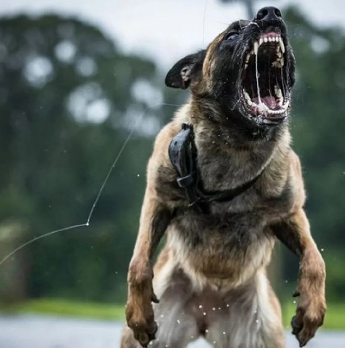 Apa Itu Penyakit Rabies, Berikut adalah Penjelasan Gejala dan ...