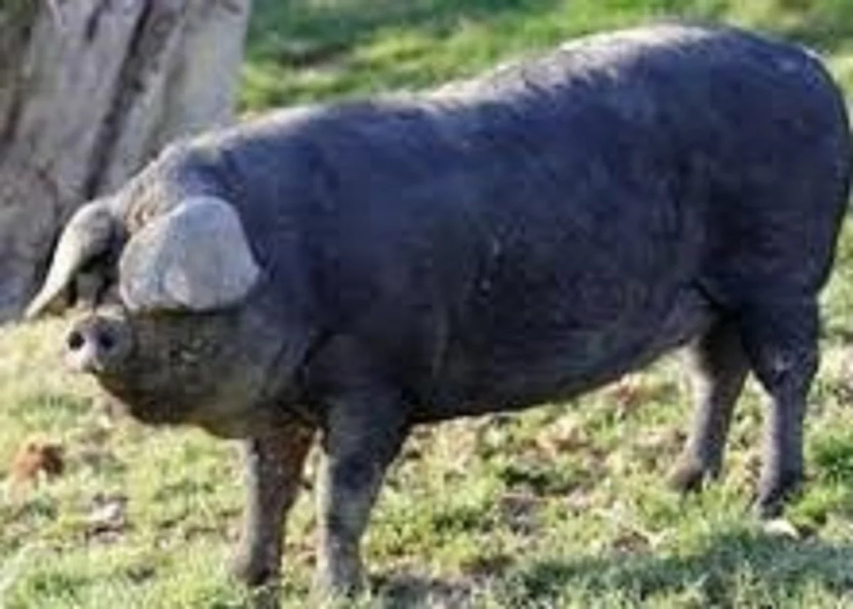 4 Fakta Mengenai Black Slavonian Pig, Ras Babi Potong – Rakcer.ID