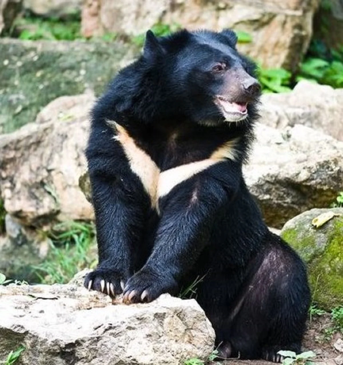 5 Fakta Menarik Tentang Ursus Thibetanus atau Beruang Hitam Asia yang ...
