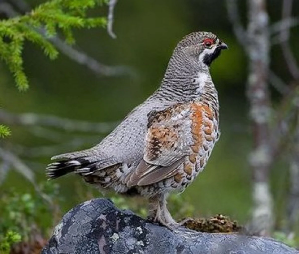 5 Fakta Tentang Chinese grouse yang Mungkin Belum Kamu Ketahui ...