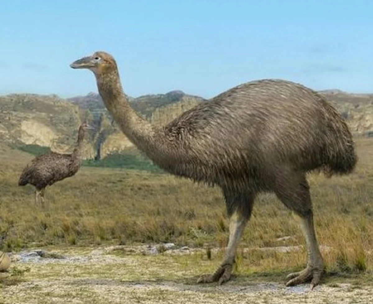 5 Jenis Burung Purba yang Sudah Punah, dan Pernah Menghuni Bumi Pada ...