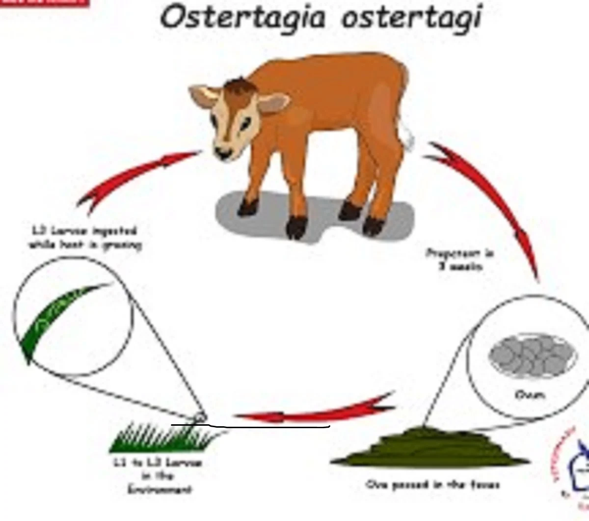 Perhatian Bagi yang Memiliki Sapi, 3 Jenis Cacing yang sering ...