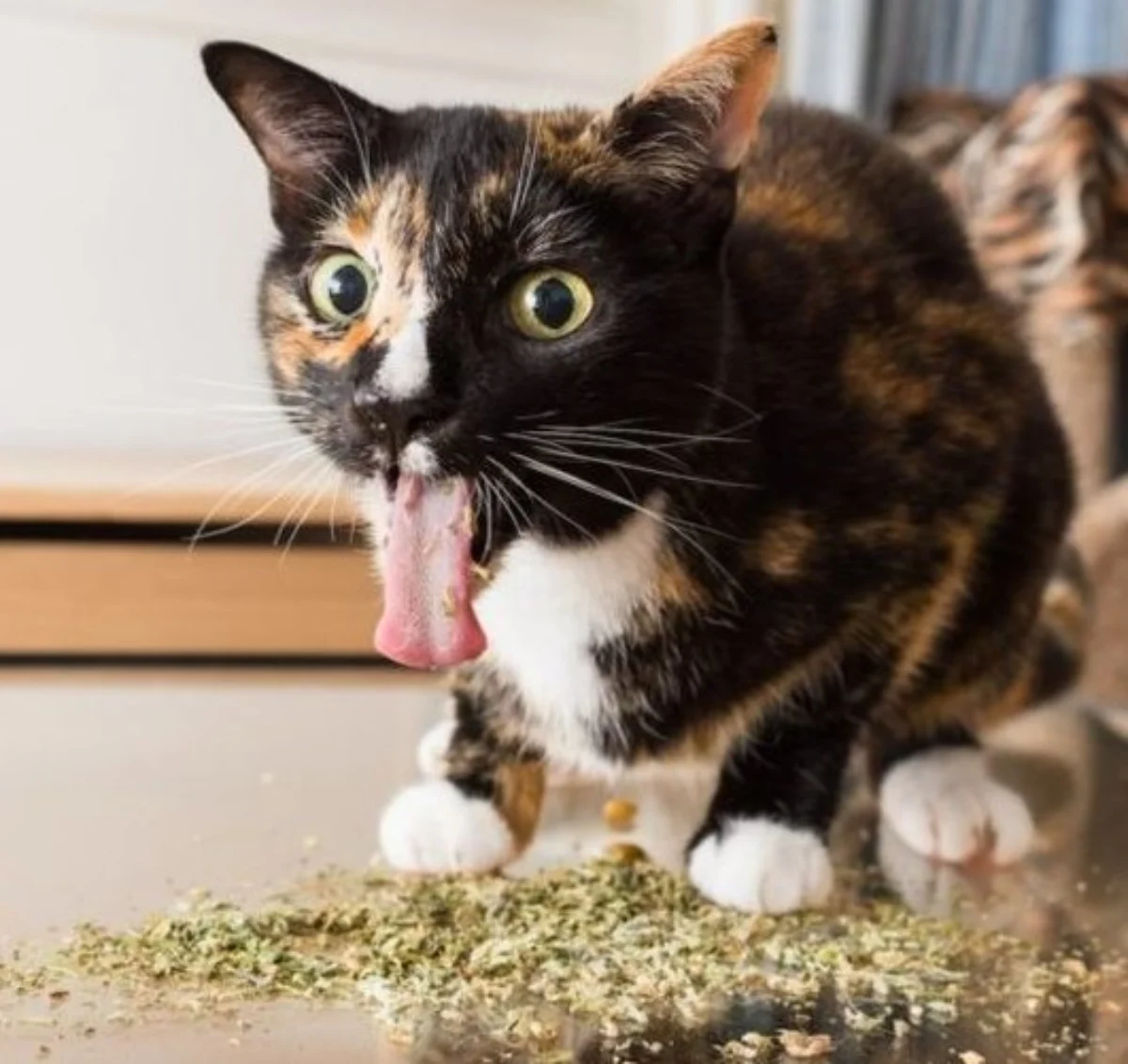 5 Tanaman yang Disukai Kucing, Bermanfaat Bagi Kucing peliharaan Kamu ...