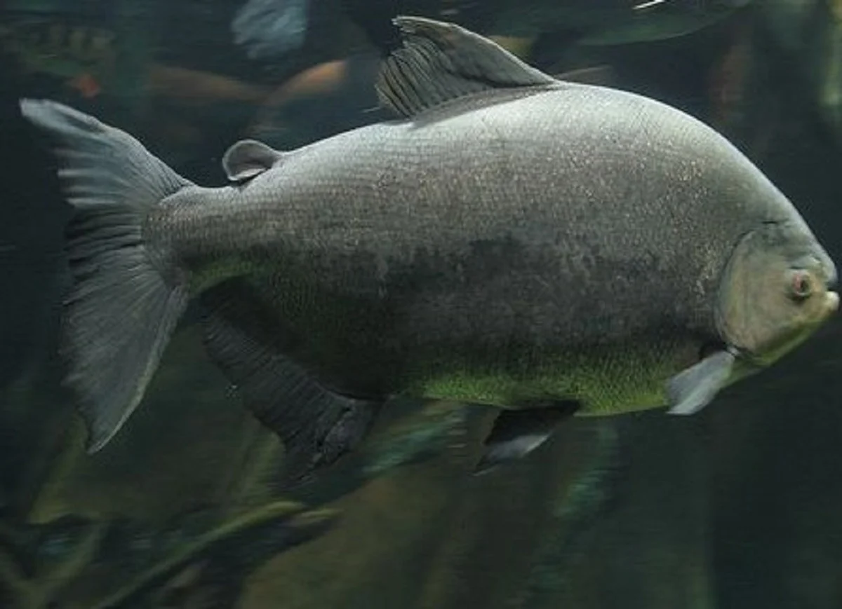 Mari Mengenal Ikan Piaractus brachypomus, Jenis Ikan yang Berasal dari ...