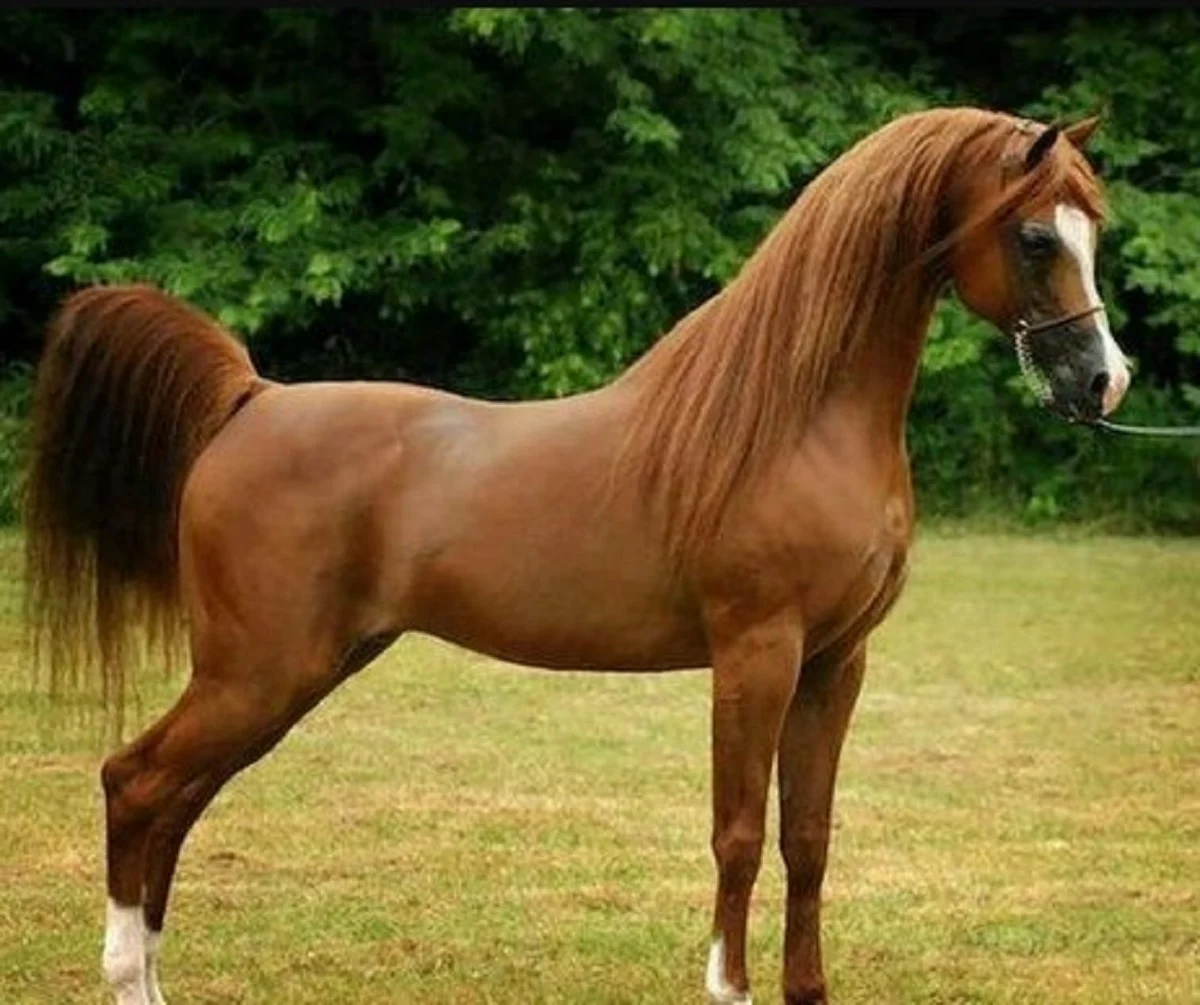 5 Spesies Kuda yang Biasa digunakan Untuk Perang dan Sangat Tangguh ...