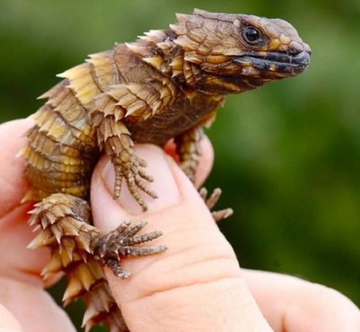 Memiliki Sisik yang Kuat, 5 Fakta Menarik Tentang Armadillo Lizard ...